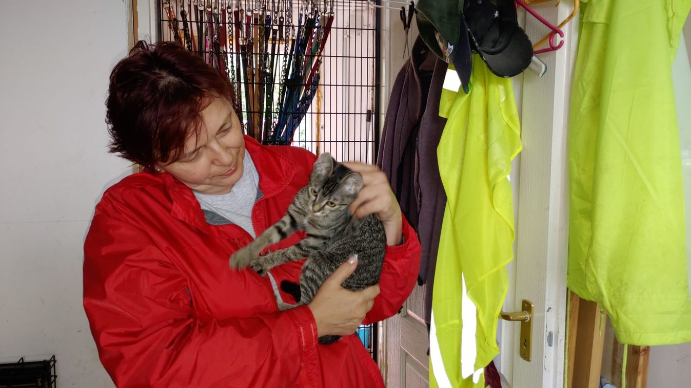 Komáromban sok cica vár gazdára a Rexnél