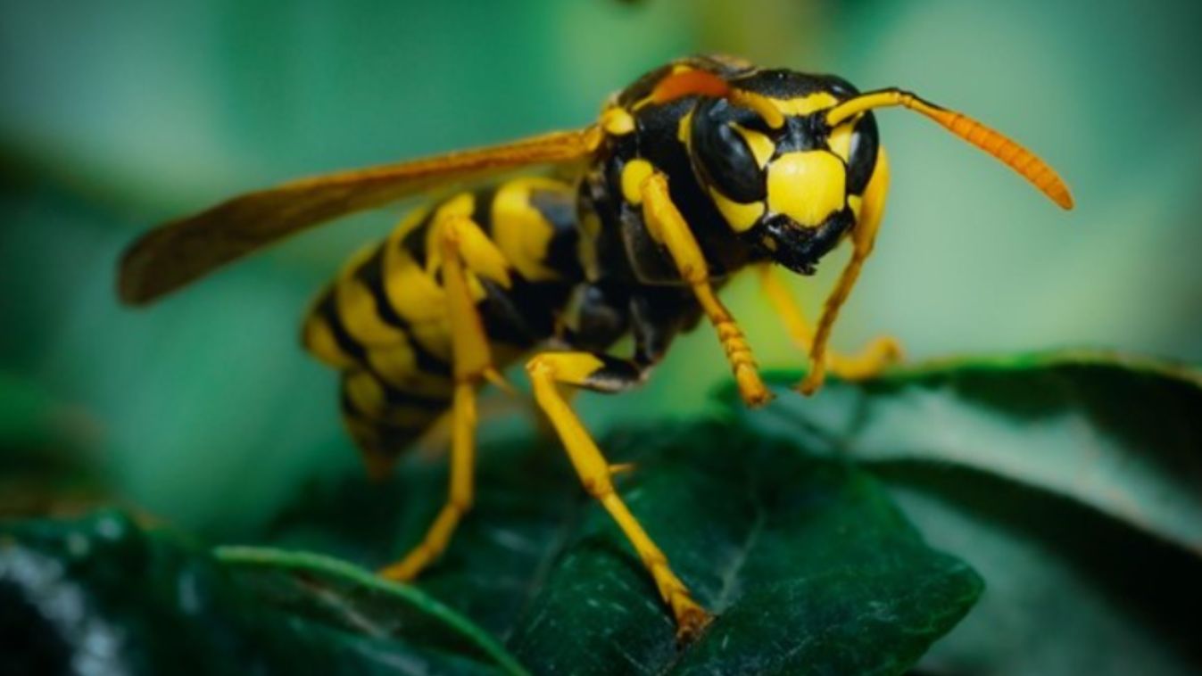 5 hatékony mód a csípős rovarok elűzésére a kertben