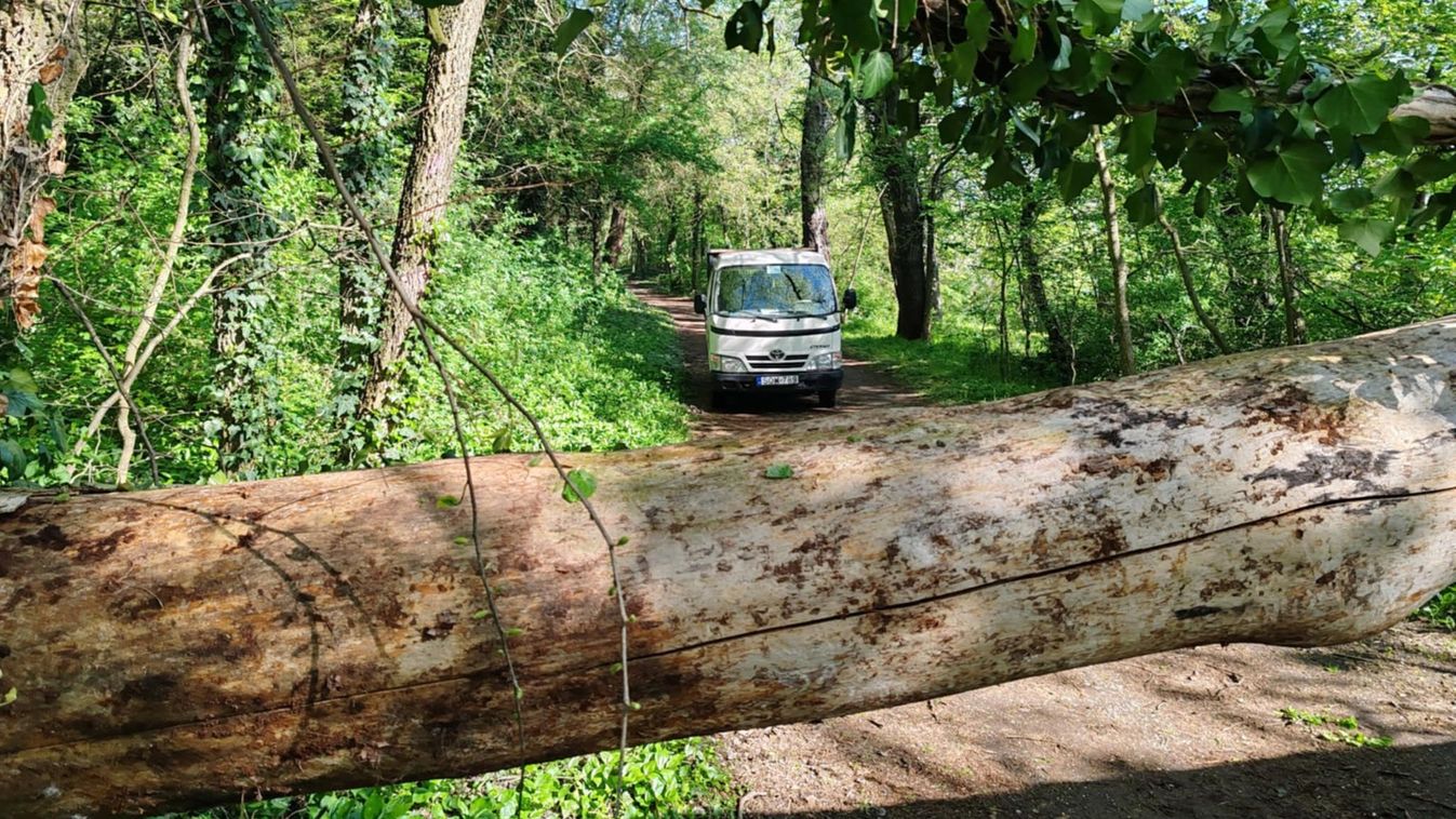Öreg-tó sétányára dőlt egy nagy fa