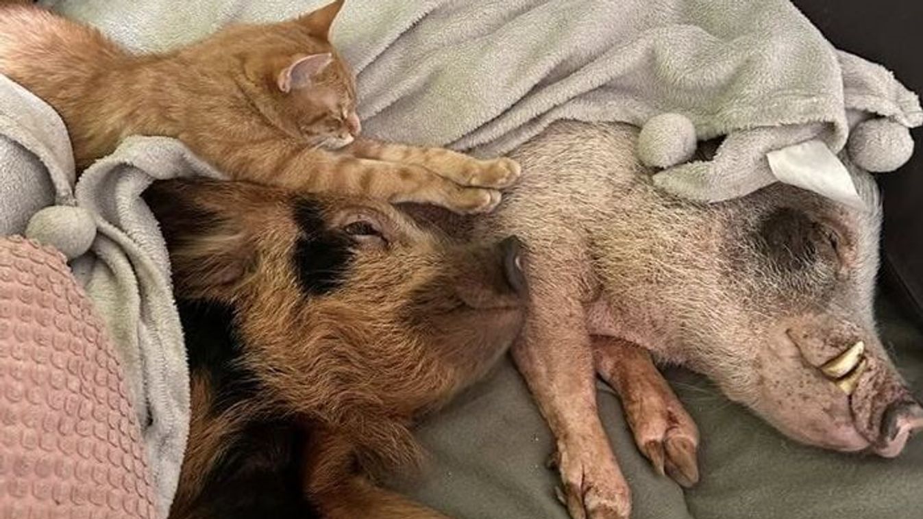 Rupert malac az ágyban - különös állattartás