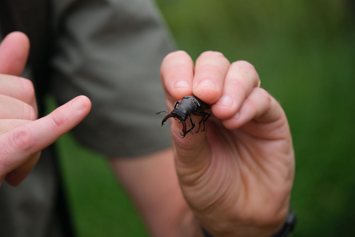 Szarvasbogár: ezt biztos nem tudtad róluk