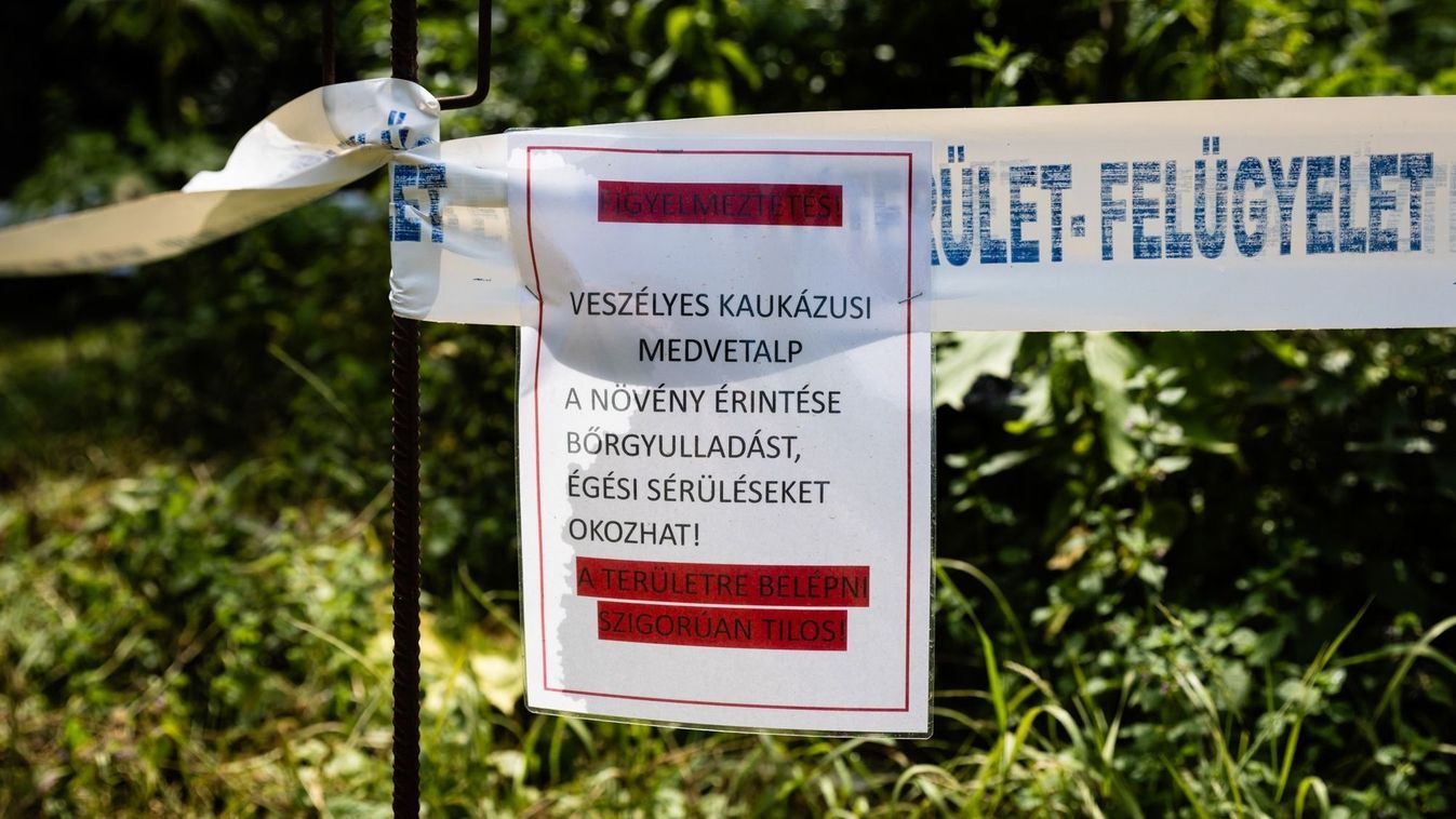 Medvetalp: Tatán rendszeresen figyelik a veszélyes növény felbukkanását