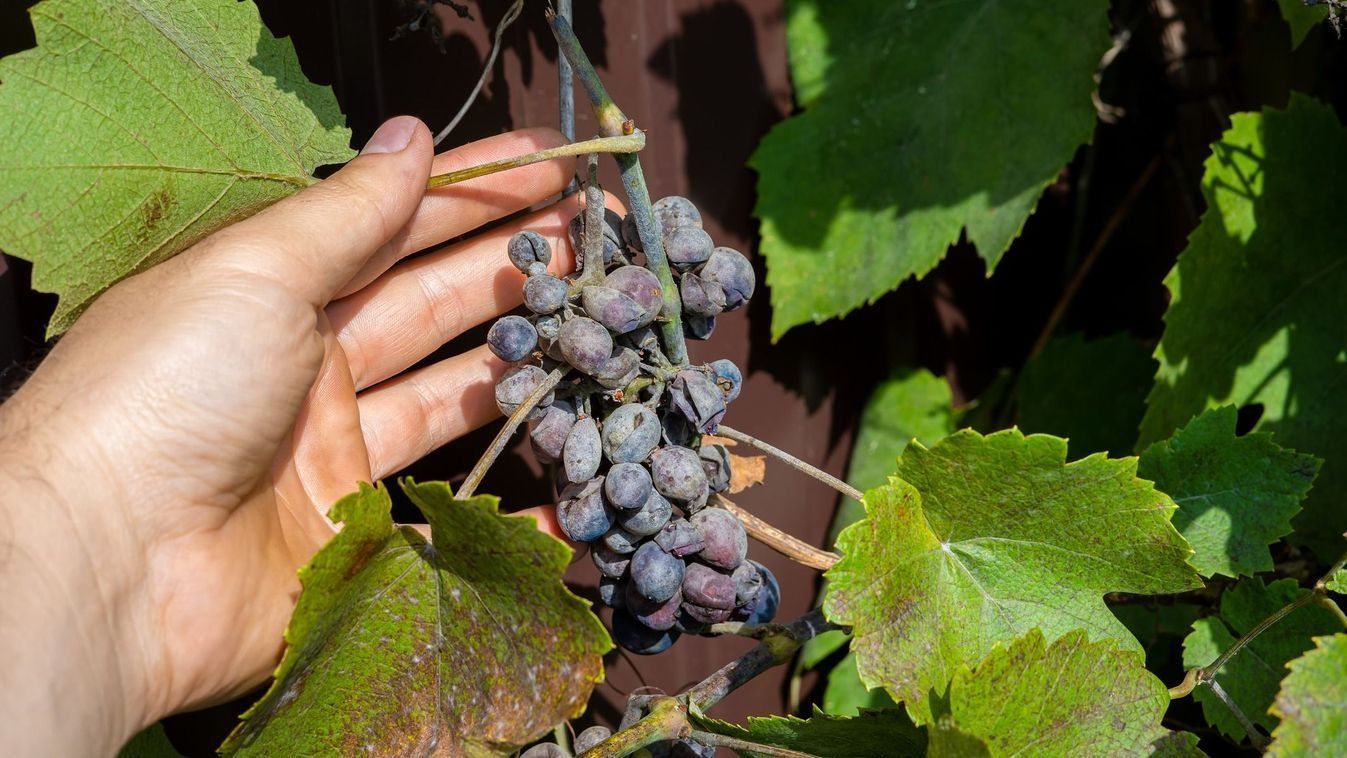 Sárgaság: már minden harmadik szőlőültetvény érintett