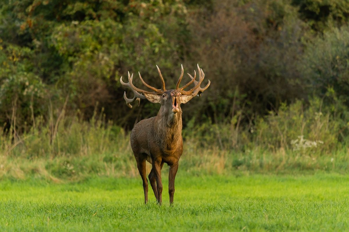 Vadászat: sokan elítélik, a szakemberek reagáltak rá