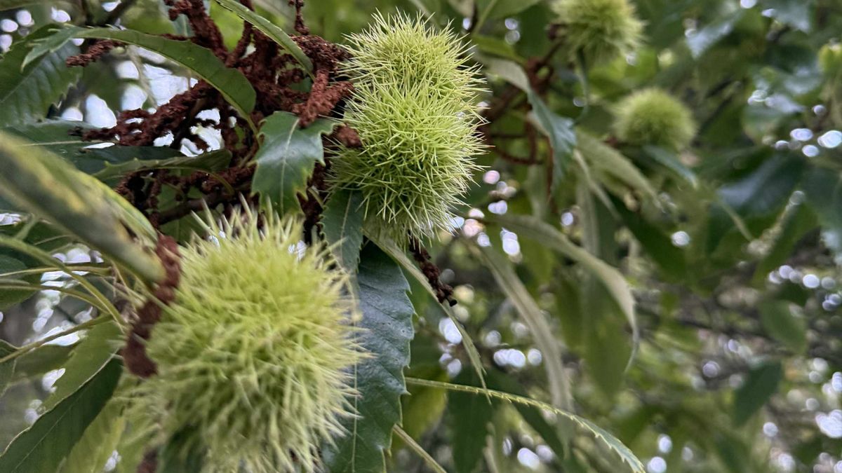 Őszi termések: 5 termés amit a kertedben is megtalálsz
