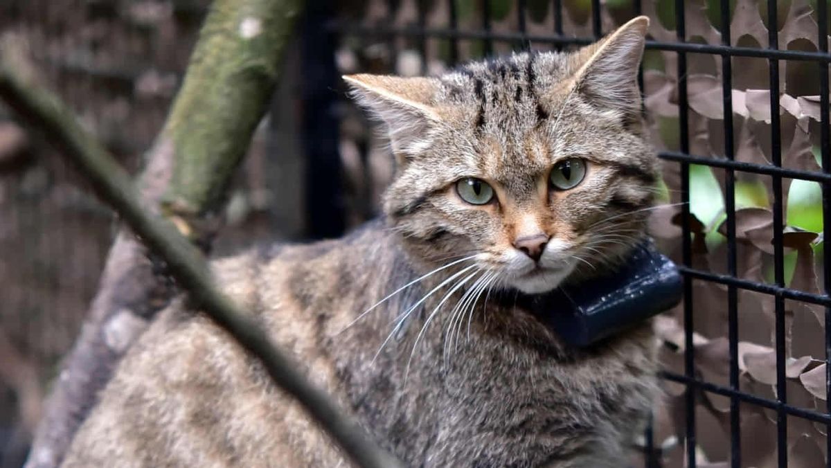 Pilisi Bioszféra Rezervátum: az UNESCO kihirdette a bővítést