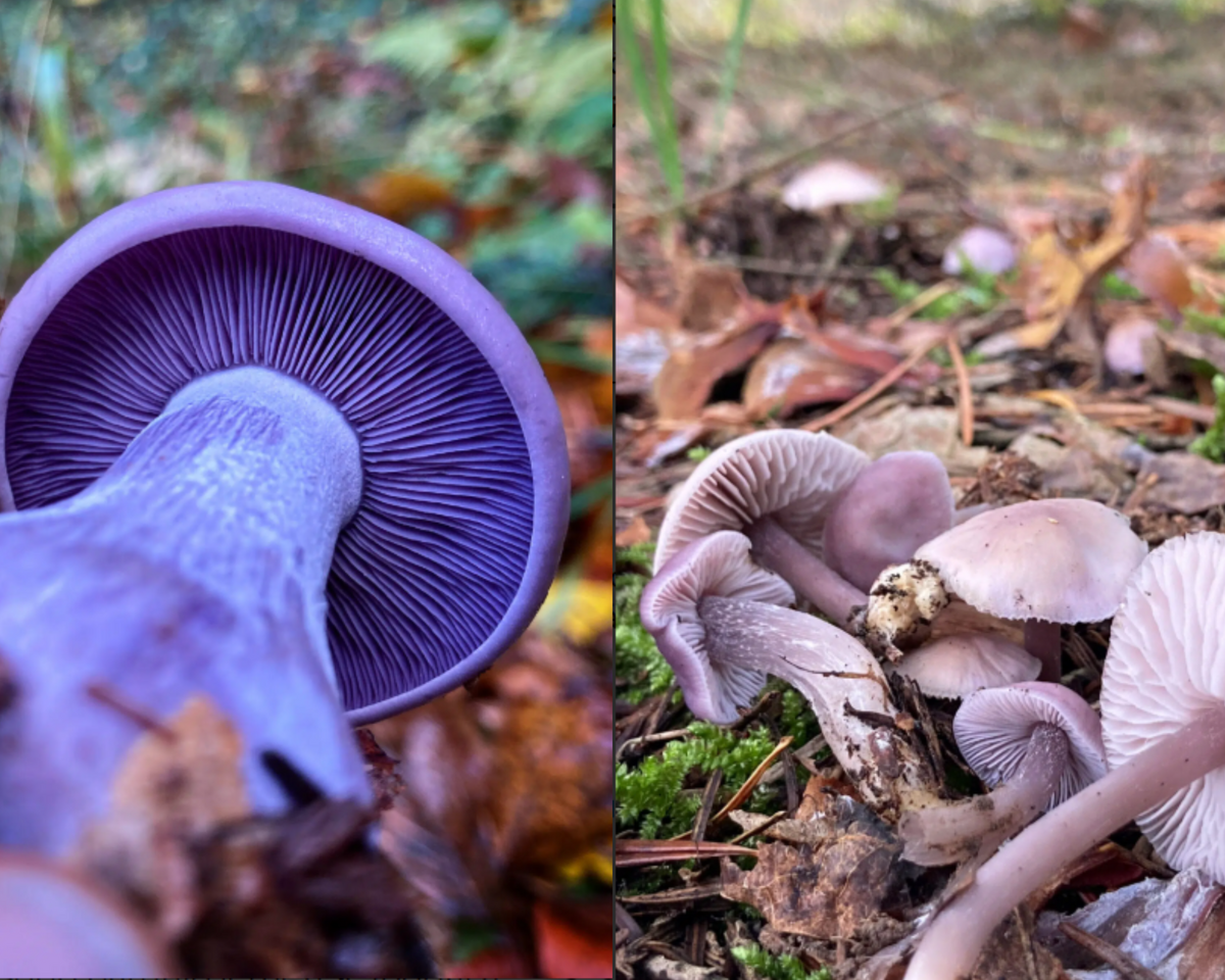 Mérgező és ehető gombák : Gombák a kertedben