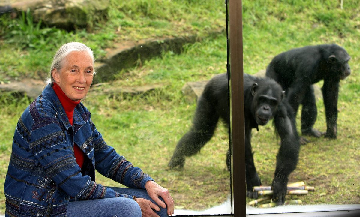 Jane Goodall, a 91 éves kutató elhunyt