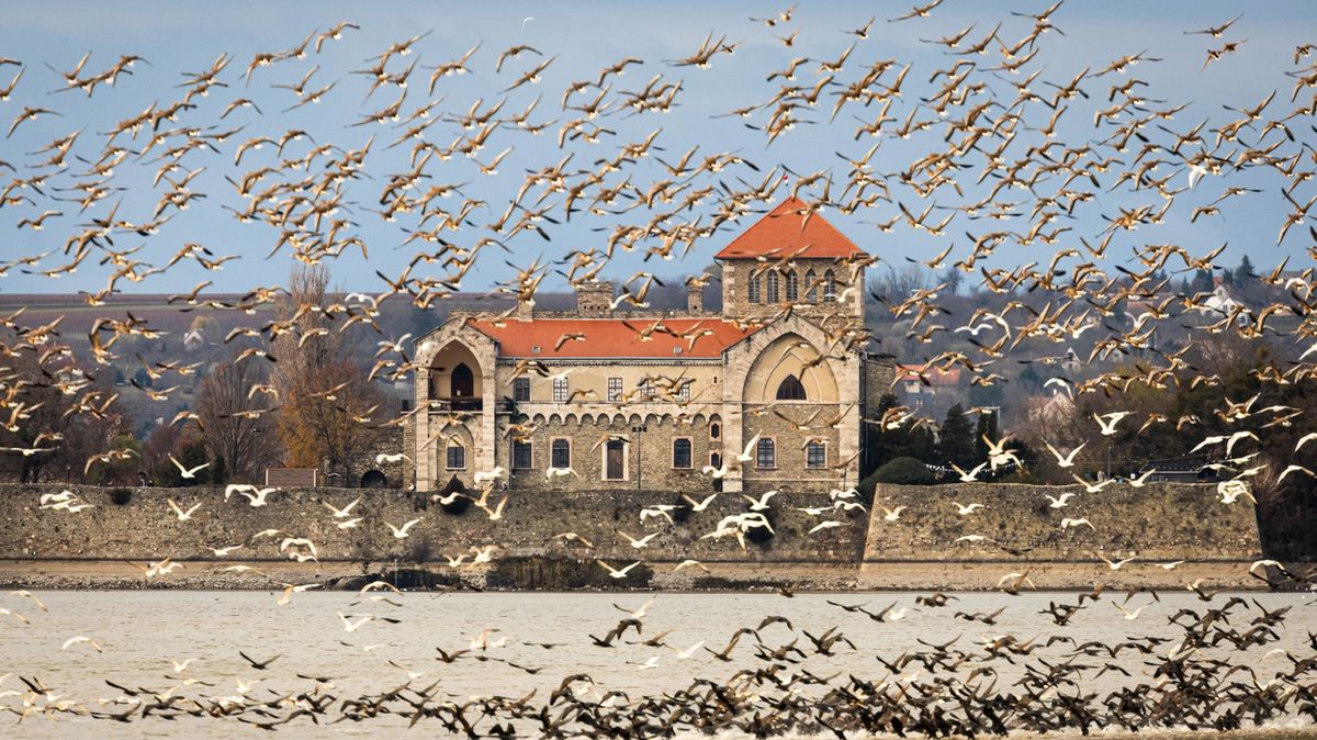 Tatai Vadlúd Sokadalom: ez a 6 érdekesség izgat mindenkit