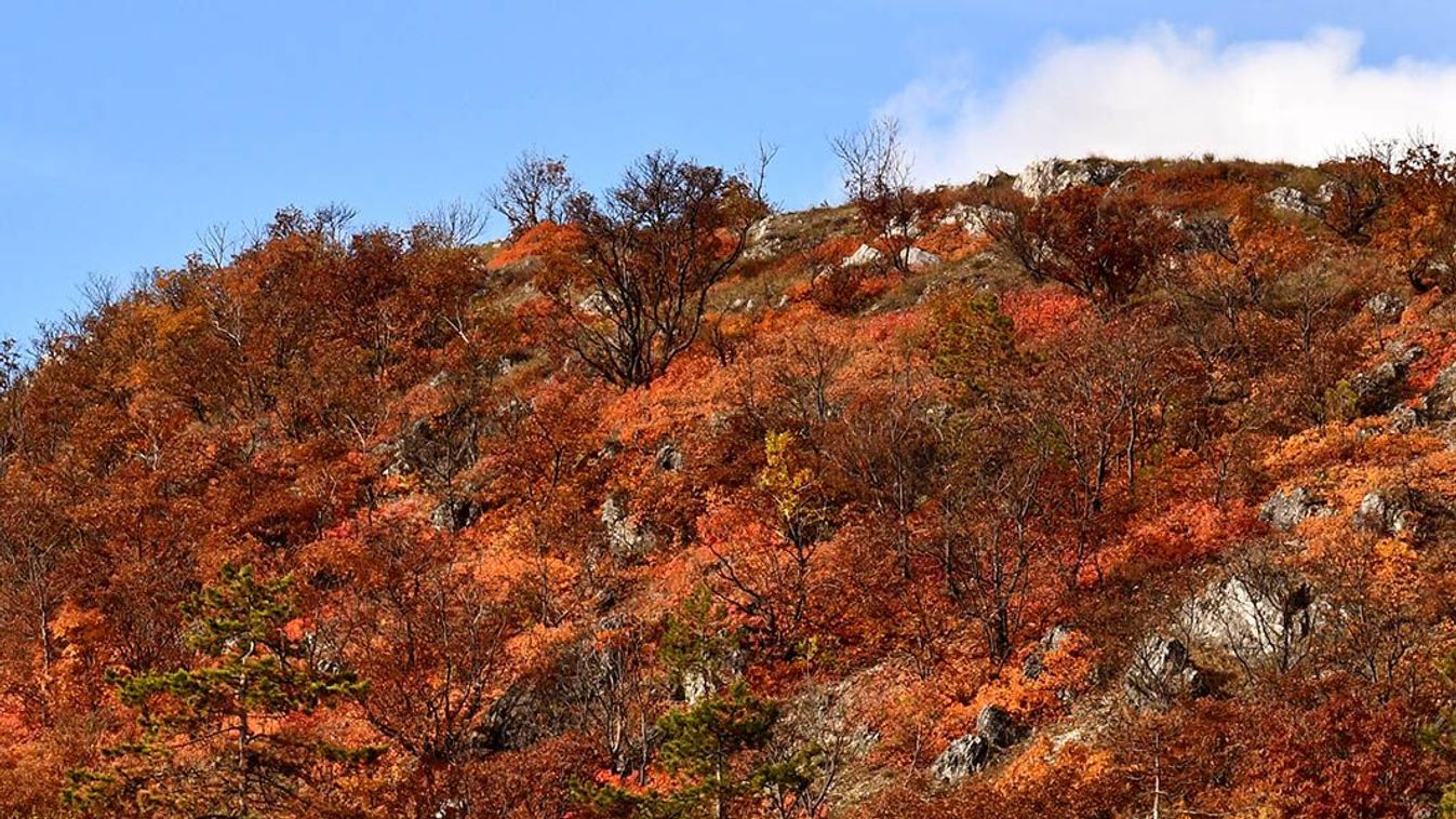 Kipusztult fafaj a Vértesben: csak itt fordult elő a világon